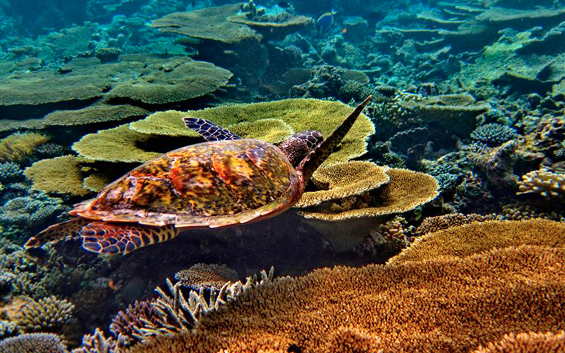 Environmental Sustainability - Turtle Project South Ari Atoll Hotel ...