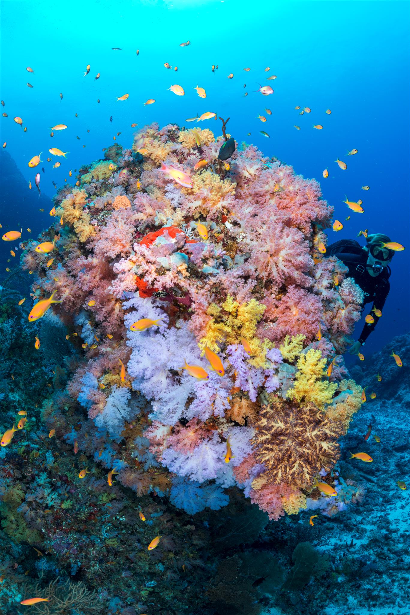 Diving for Experts Hotel Atollo di Ari Sud - Diamonds Thudufushi Maldives