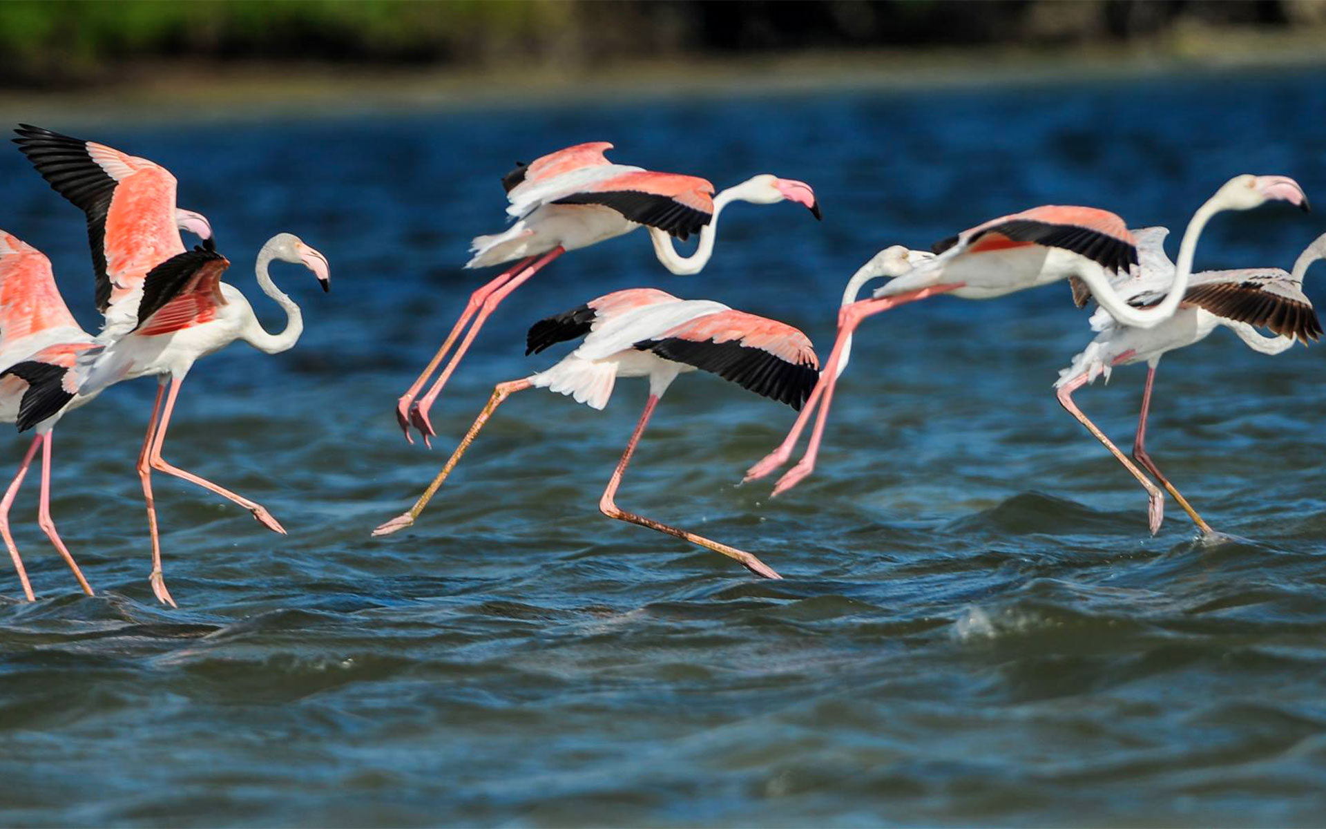 Official Website Diamonds Malindi in Kenya - Book an exclusive resort hotel
