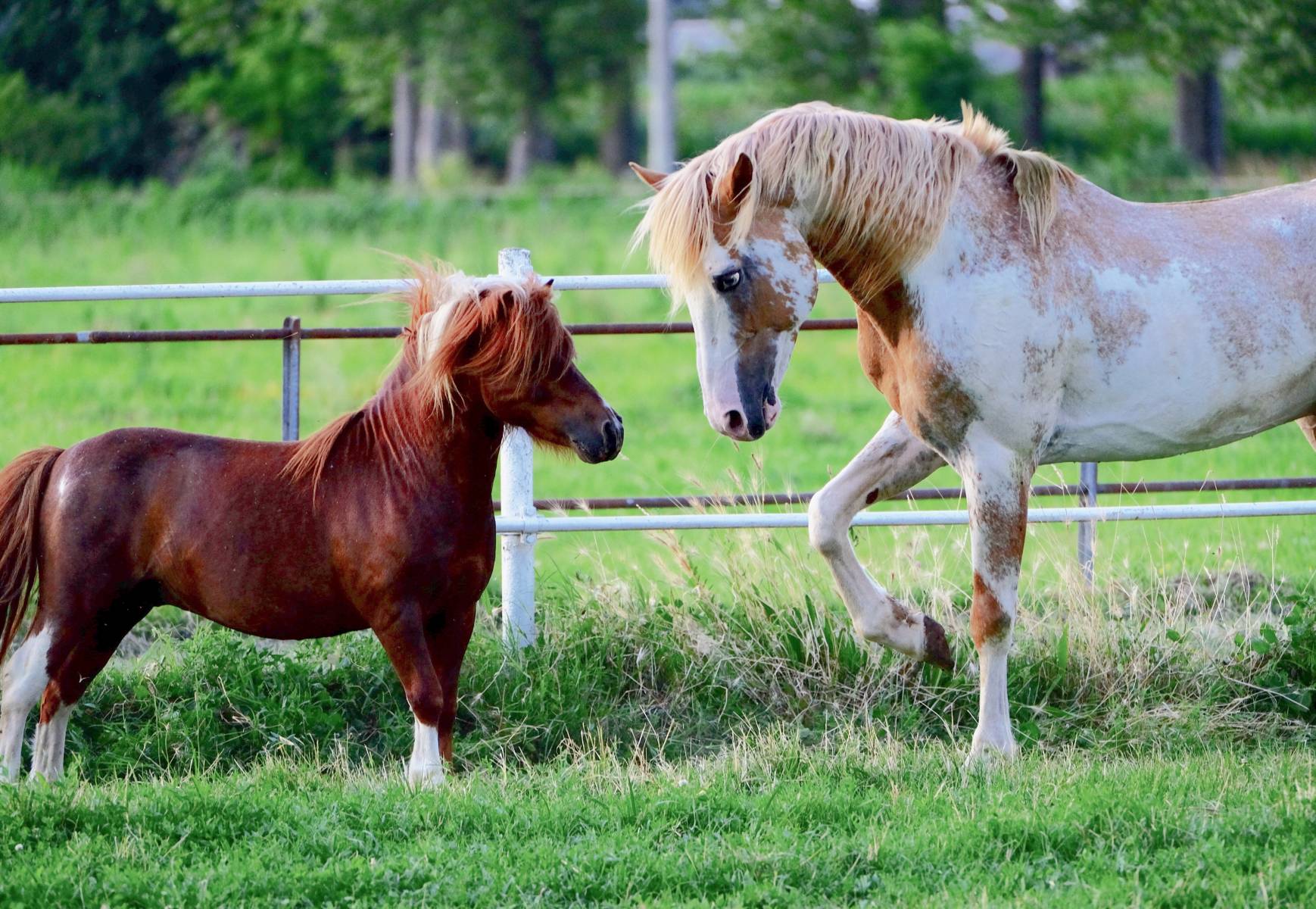RIDING LESSONS FOR ADULT AND CHILDREN Villanterio Villa - Tenuta il ...