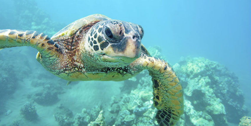 Get to know your marine reptiles - Coral Conservation Project ...