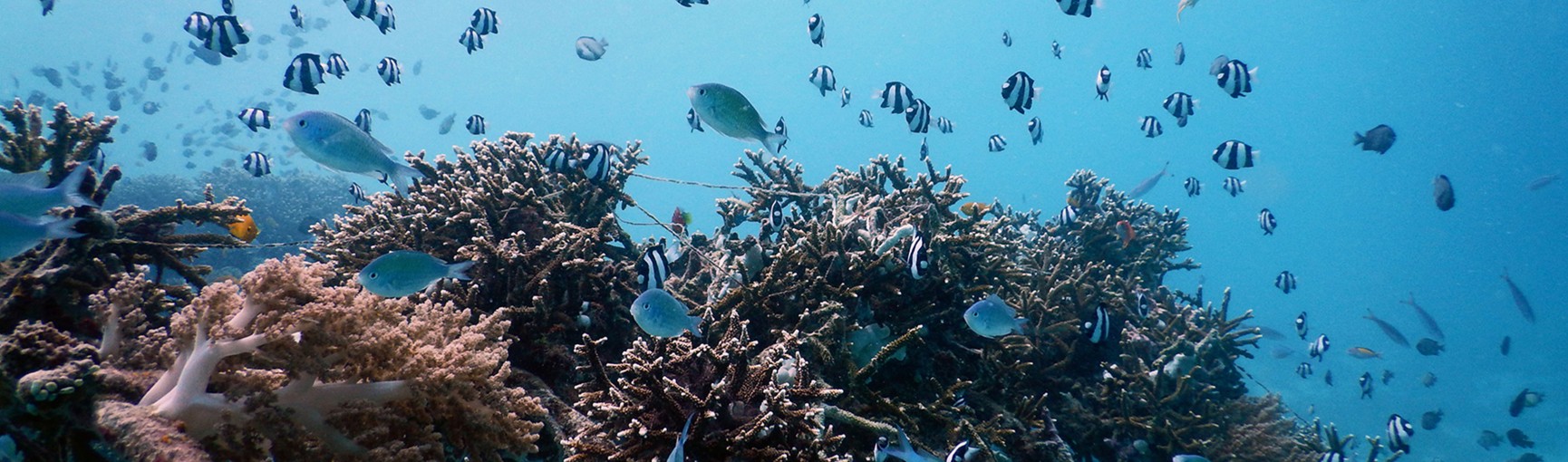 Taking the corals back to the reef - Coral Conservation Project ...