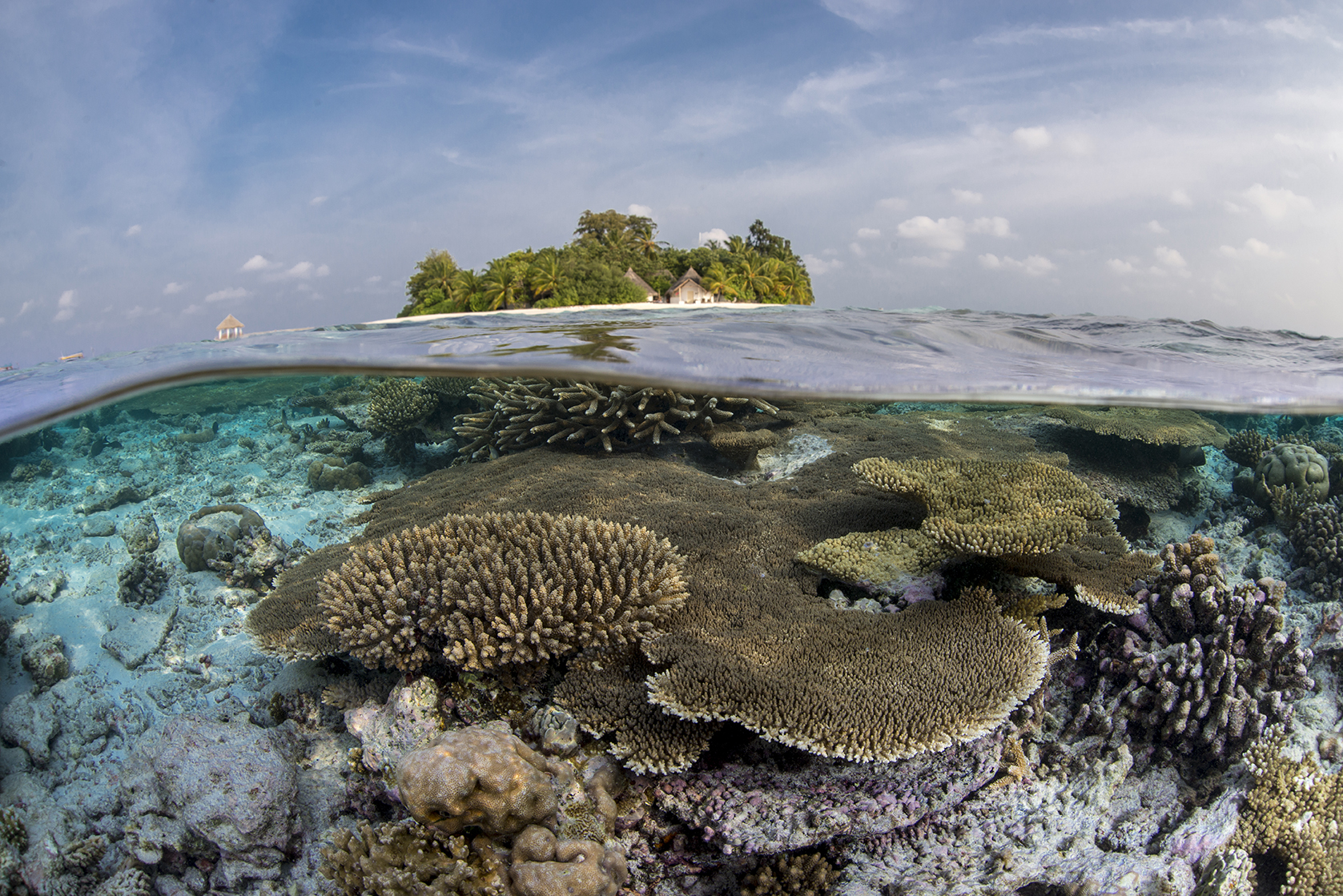Sports & Excursions - Snorkeling Experience with Marine Biologist ...